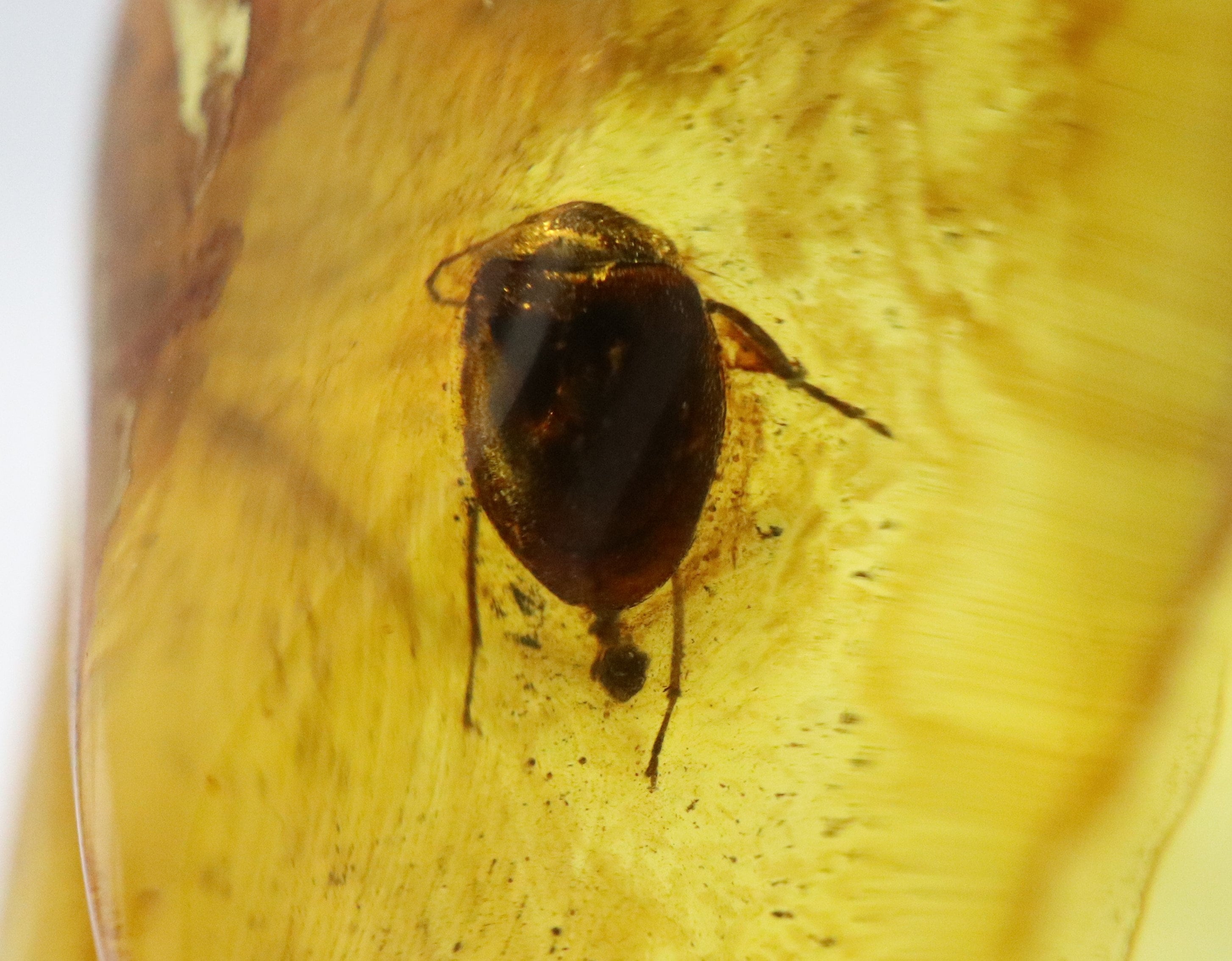 Amber With Rare Bug Insect Trapped for Million Years Fossil | Etsy