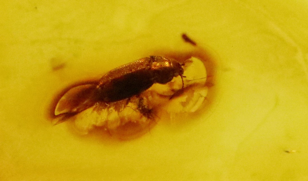 Bernstein mit Käfer Insekt seit Millionen Jahren gefangen | Fossiler ...