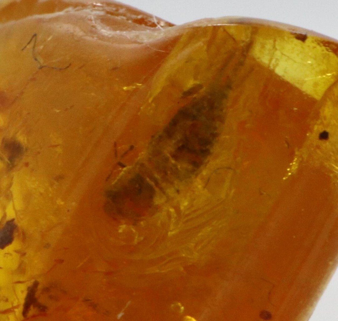 Amber With Rare Silverfish Insect Trapped for Million Years | Fossil ...