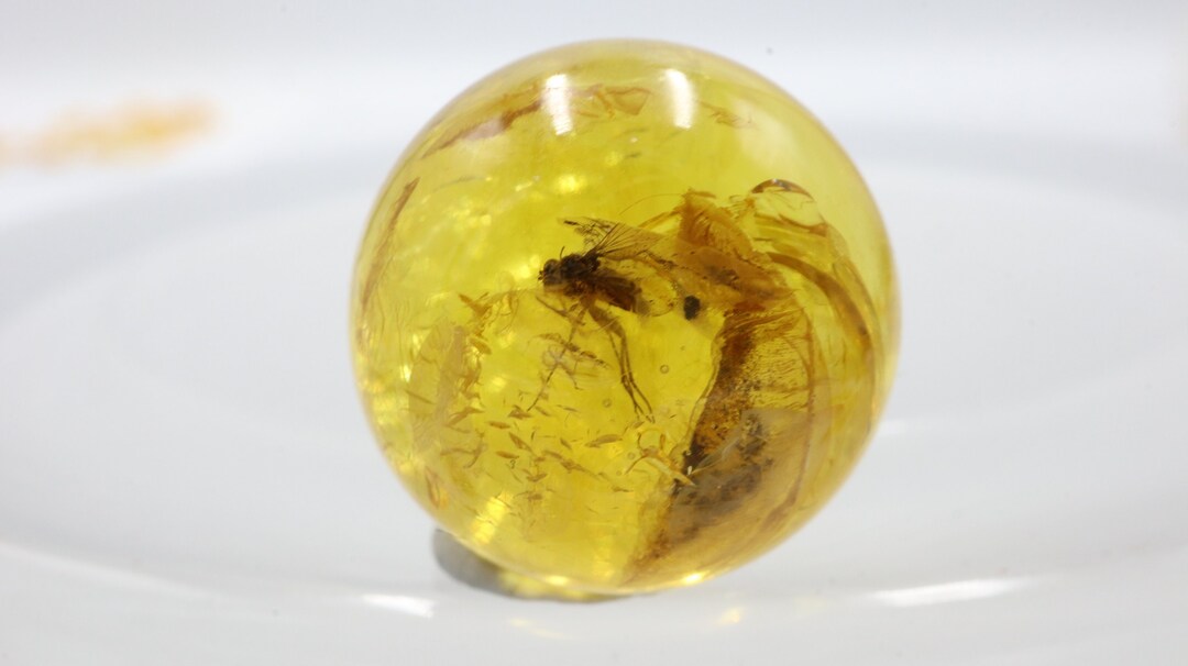 Amber Bead 14.4 Mm Sphere With Rare Insect Trapped for Million Years ...