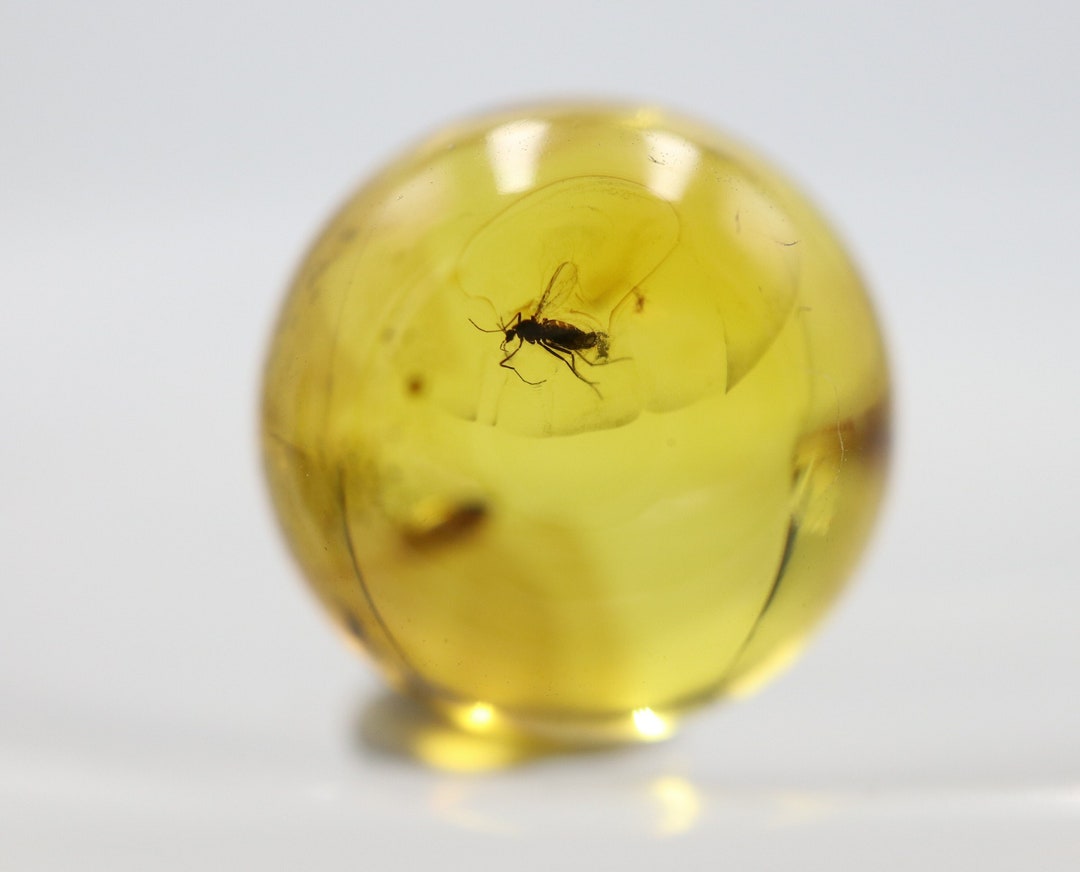 Amber Bead 11.6 Mm Sphere With Rare Insect Trapped for Million Years ...