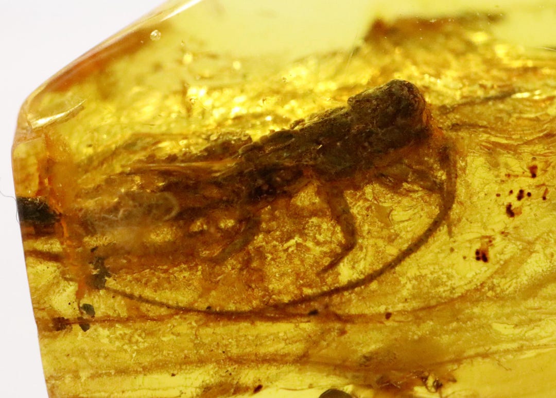 Amber With Rare Insect Trapped for Million Years | Fossil Inclusion in ...