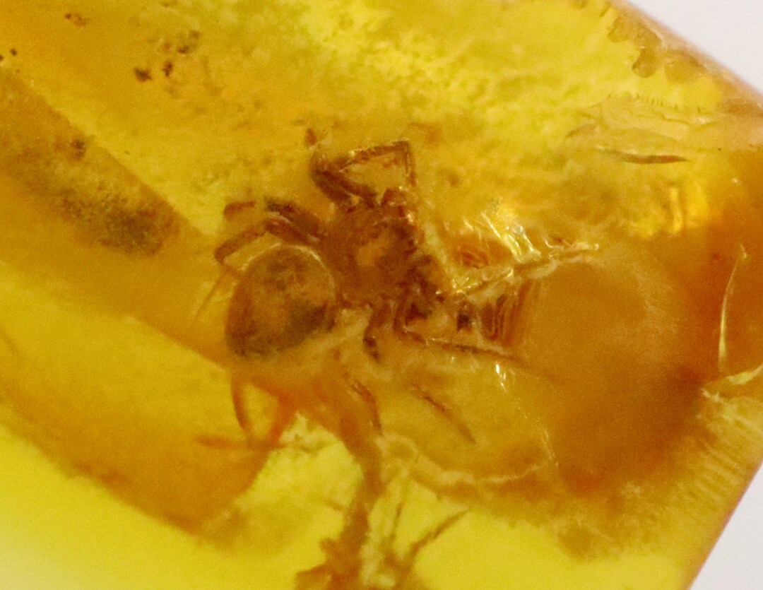 Bernstein mit Spinnen Insekt seit Millionen Jahren gefangen | Fossiler ...