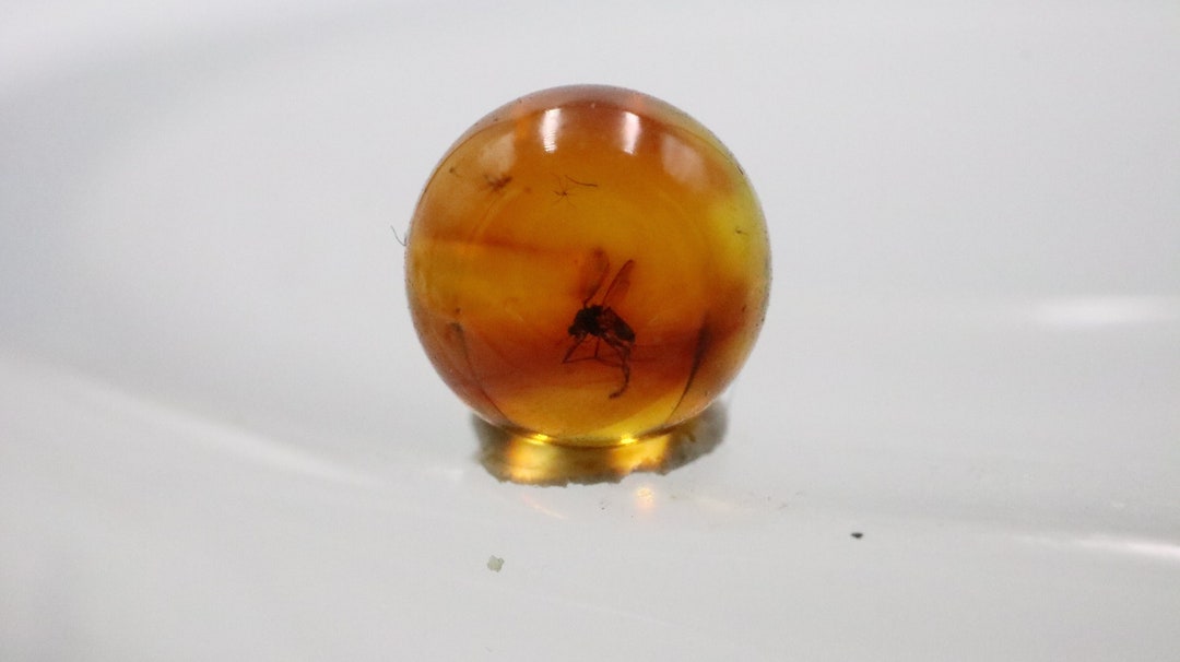 Amber Bead 6.44mm Sphere With Rare Insect Trapped for Million Years ...