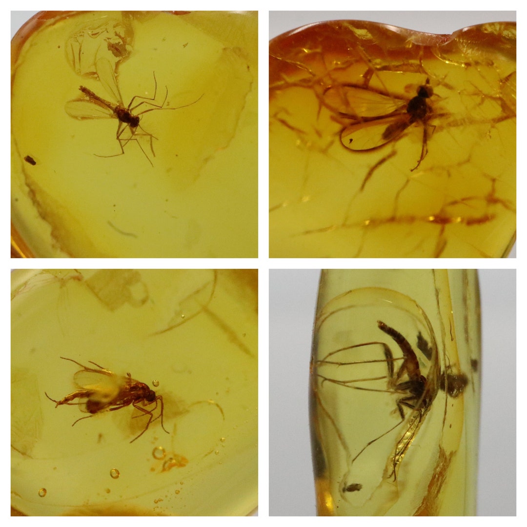 20 Lot Amber Stones With Rare Insects Trapped for Million Years ...