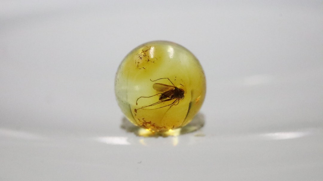 Amber Bead 6.05mm Sphere With Rare Insect Trapped for Million Years ...