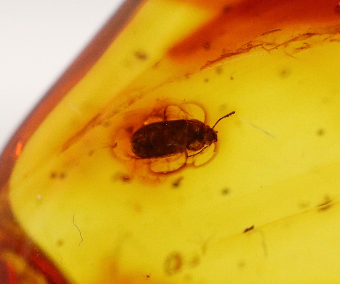 Amber with Rare Bug Insect trapped for Million Years Fossil | Etsy