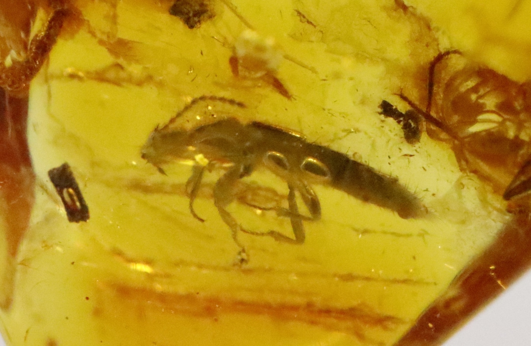 Amber With Rare Bug Insect Trapped for Million Years | Fossil Inclusion ...
