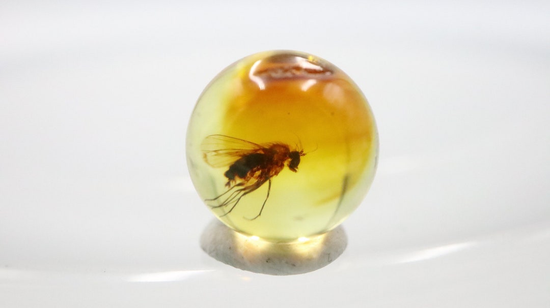 Amber Bead 8.49 Mm Sphere With Rare Insect Trapped for Million Years ...
