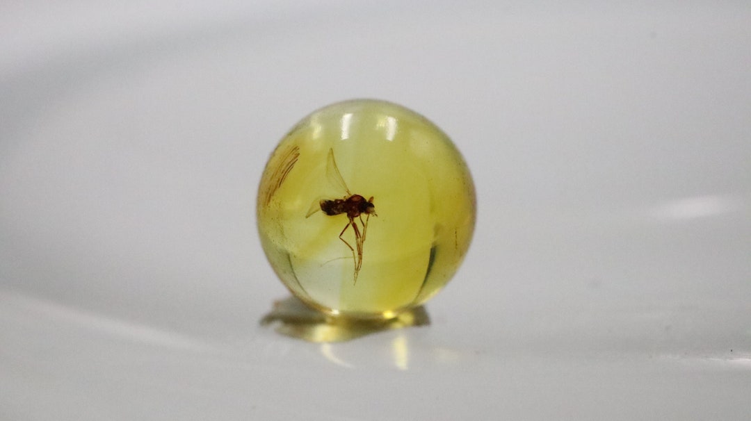Amber Bead 6.12mm Sphere With Rare Insect Trapped for Million Years ...