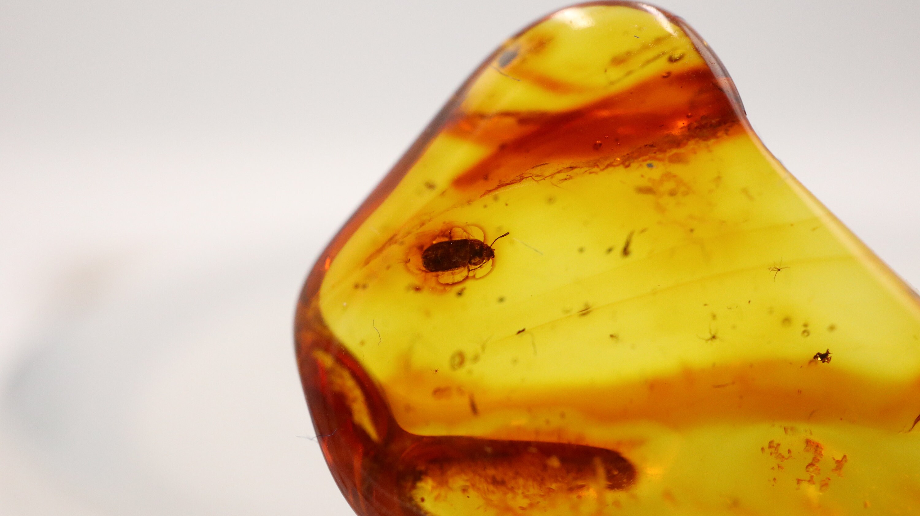 Bernstein mit seltenen Bug Insekt gefangen für Millionen Jahre ...