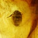 Amber With Rare Bug Insect Trapped for Million Years Fossil Inclusion ...