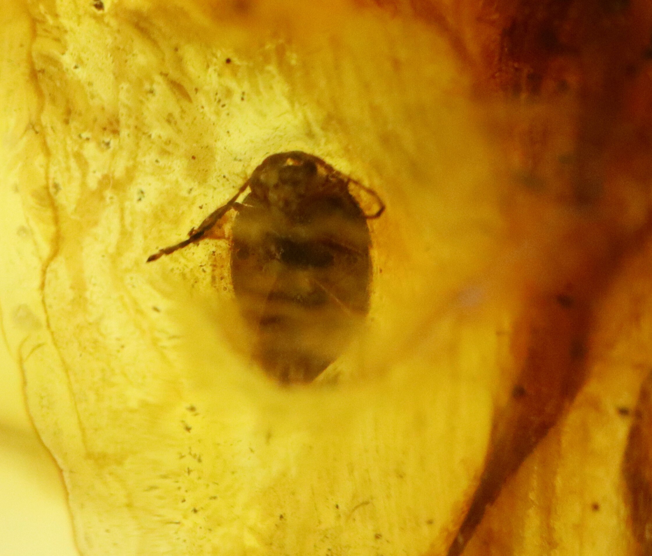 Amber With Rare Bug Insect Trapped for Million Years Fossil | Etsy