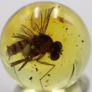 Amber Bead 7.2 Mm Sphere With Insect Trapped for Million Years Fossil ...