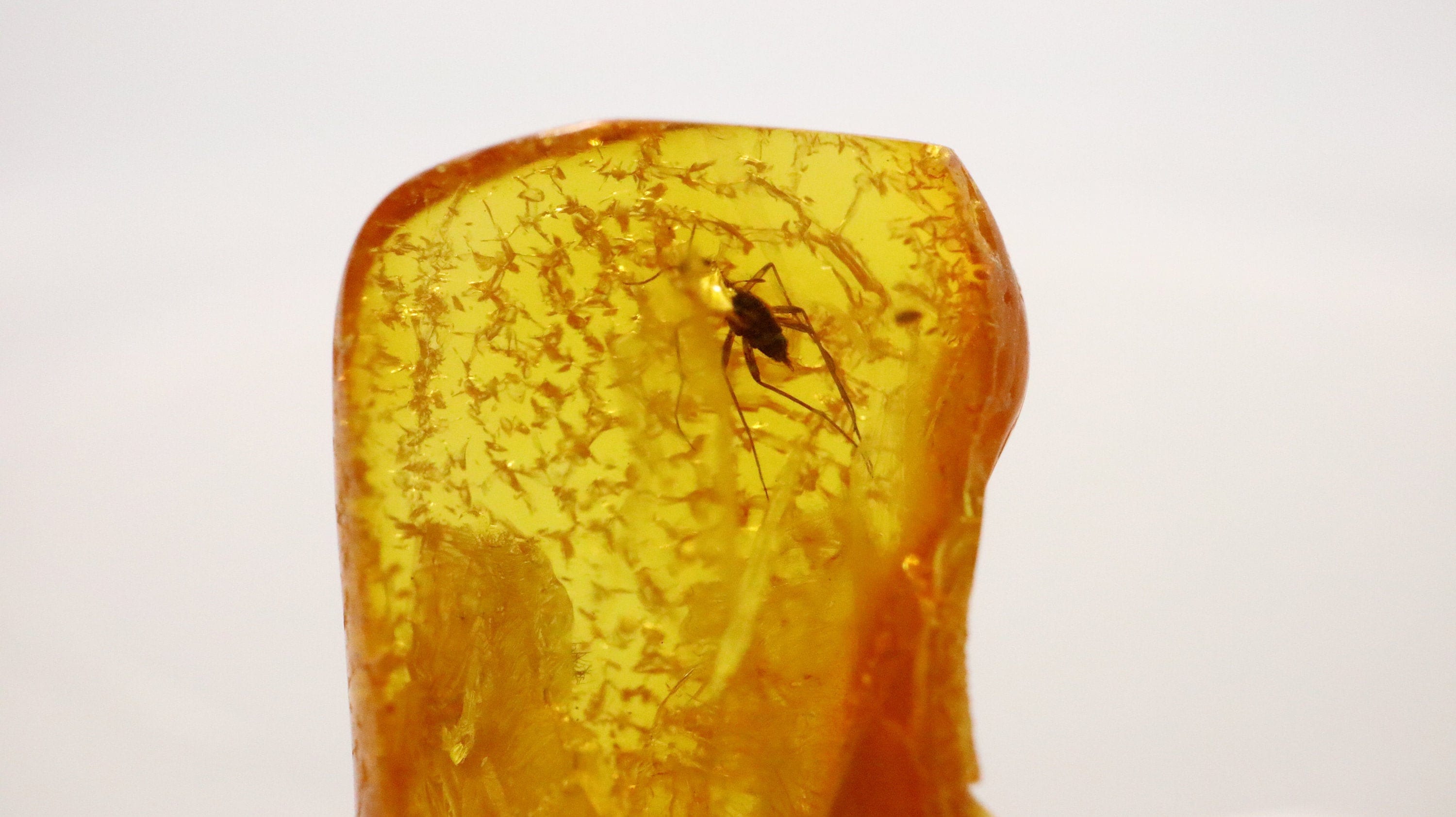 Rocks & Geodes Home & Living Home Décor Baltic Amber with Insect ...