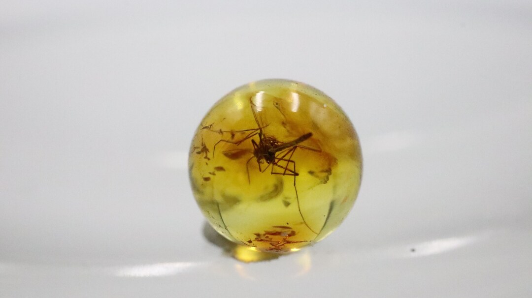 Amber Bead 6.41 Mm Sphere With a Rare Insect NOT DRILLED | Fossil ...