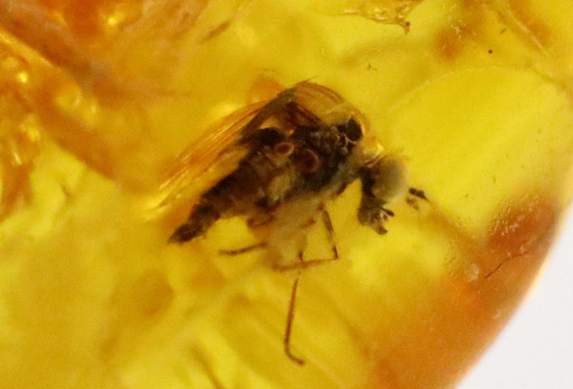 Baltic SMALL Amber With 2 Insects Trapped for Million Years | Fossil ...