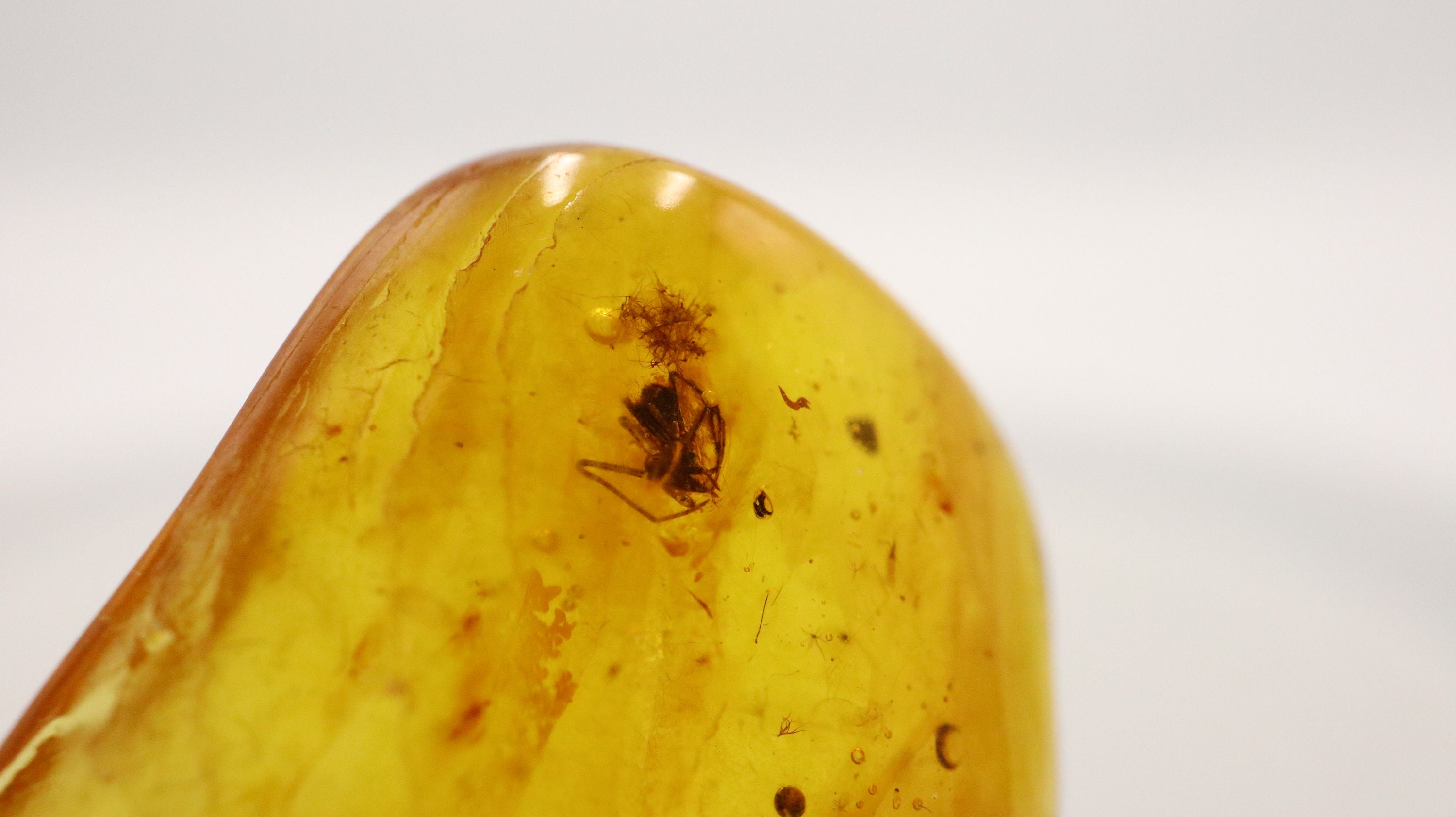 Amber with Rare Spider Insect trapped for Million Years | Etsy