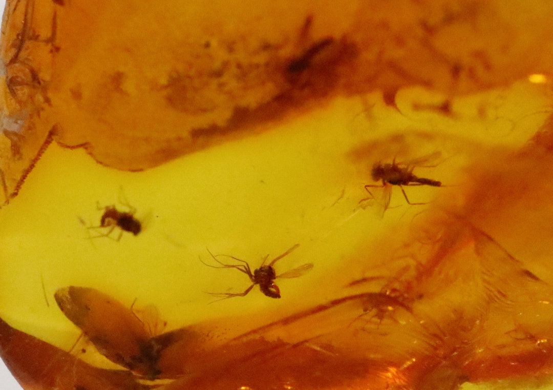 Baltic Amber With 10 Insects Trapped for Million Years | Fossil ...