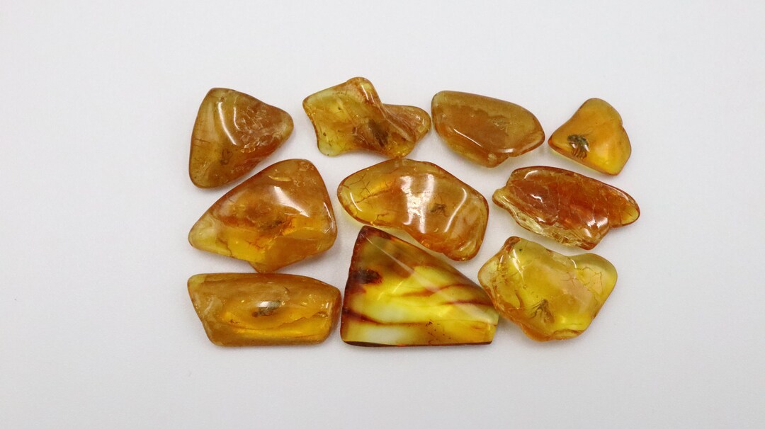 10 Lot Amber Stones With Rare Insects Trapped for Million Years ...