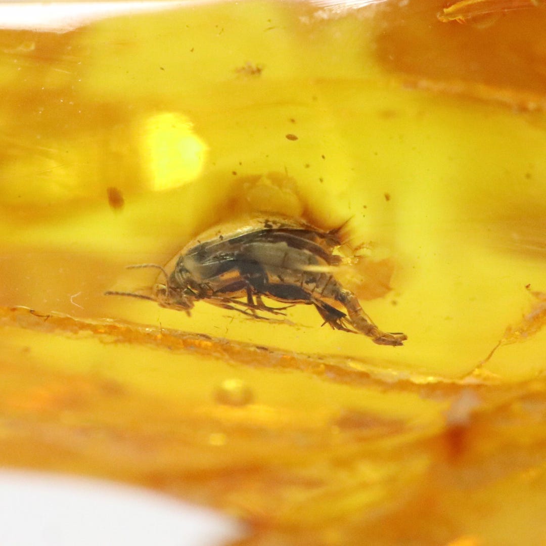 Baltic Amber With a Bug and 1 Insect Trapped for Million Years | Fossil ...