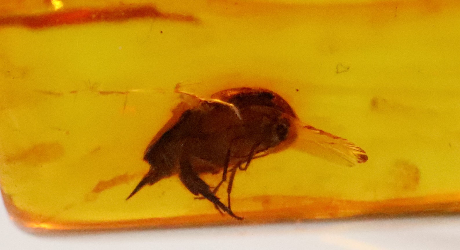 Amber With Bug Insect Trapped for Million Years | Fossil Inclusion in ...