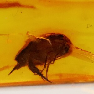 Amber With Bug Insect Trapped for Million Years | Fossil Inclusion in ...