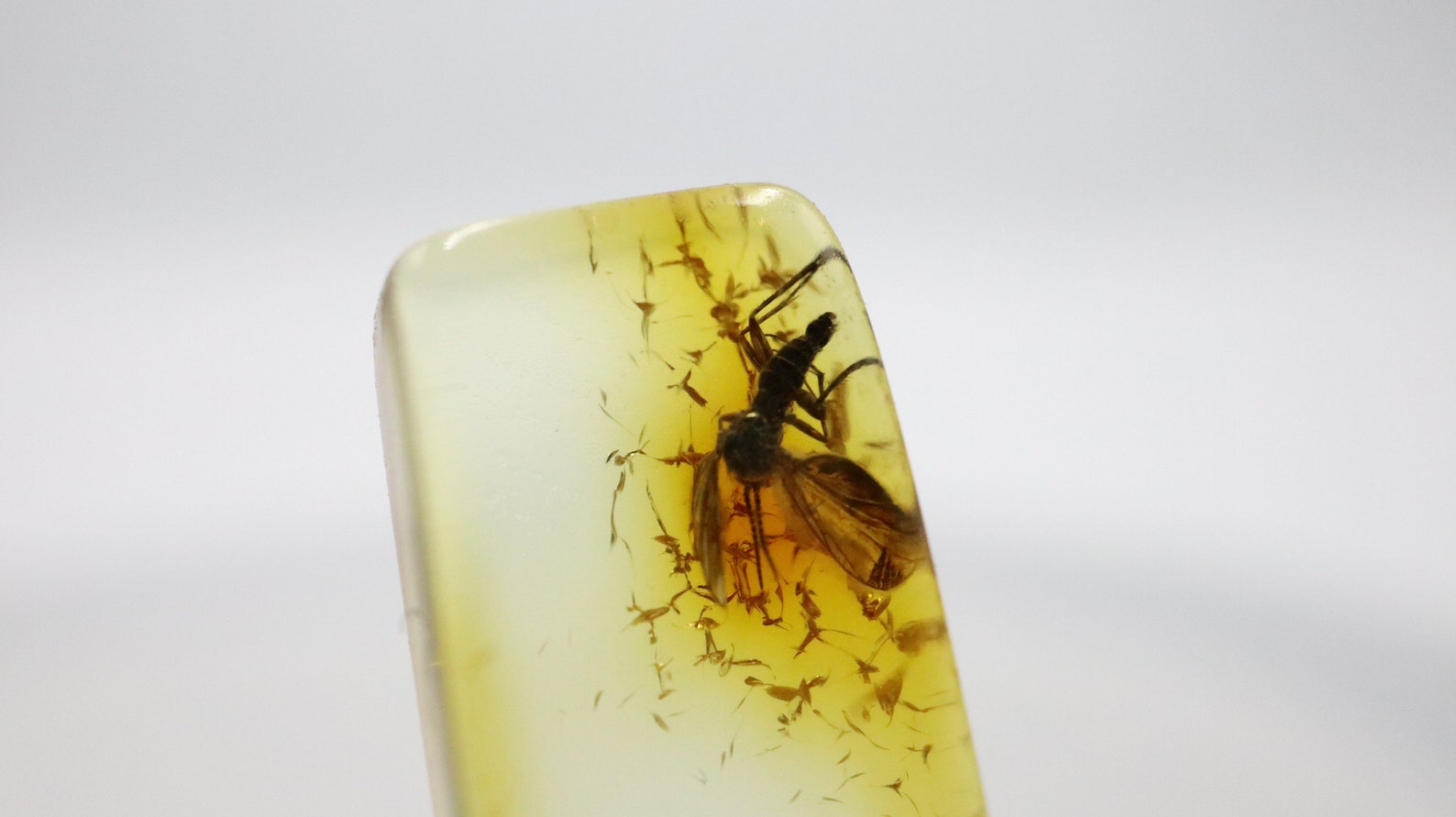 Baltic Amber With Fly Insect Trapped for Million Years | Fossil ...