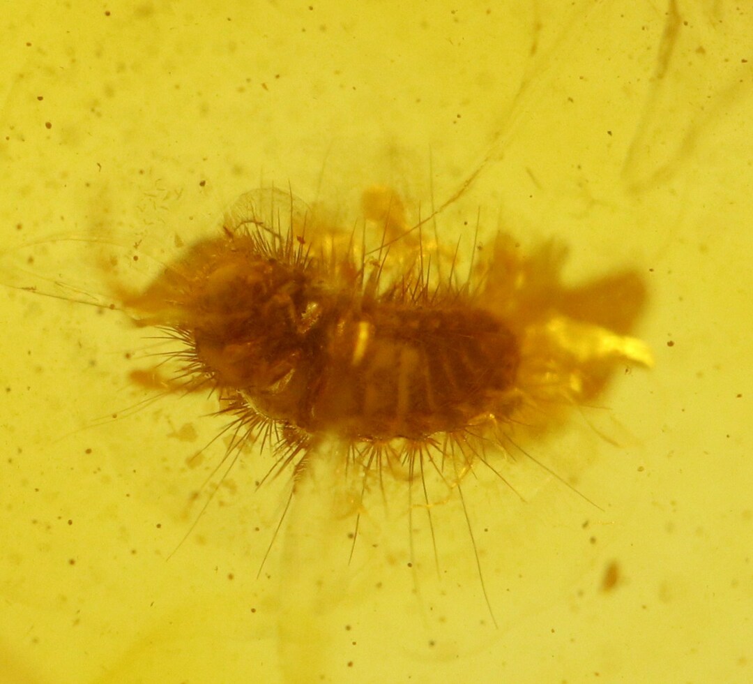 Amber With Rare Larva Insect Trapped for Million Years | Fossil ...