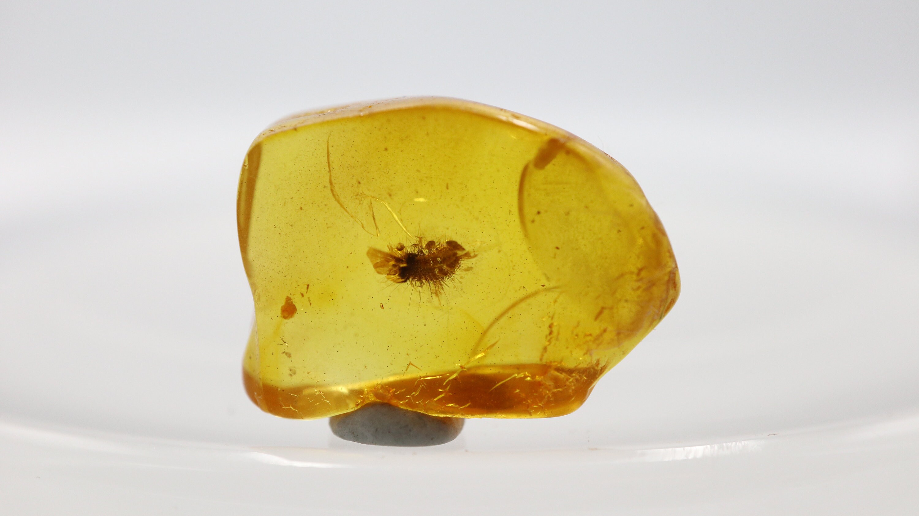 Amber With Rare Larva Insect Trapped for Million Years - Etsy