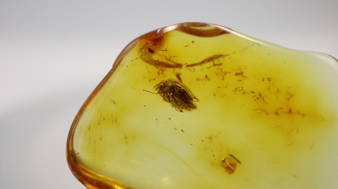 Amber with Rare Bug Insect trapped for Million Years Fossil | Etsy