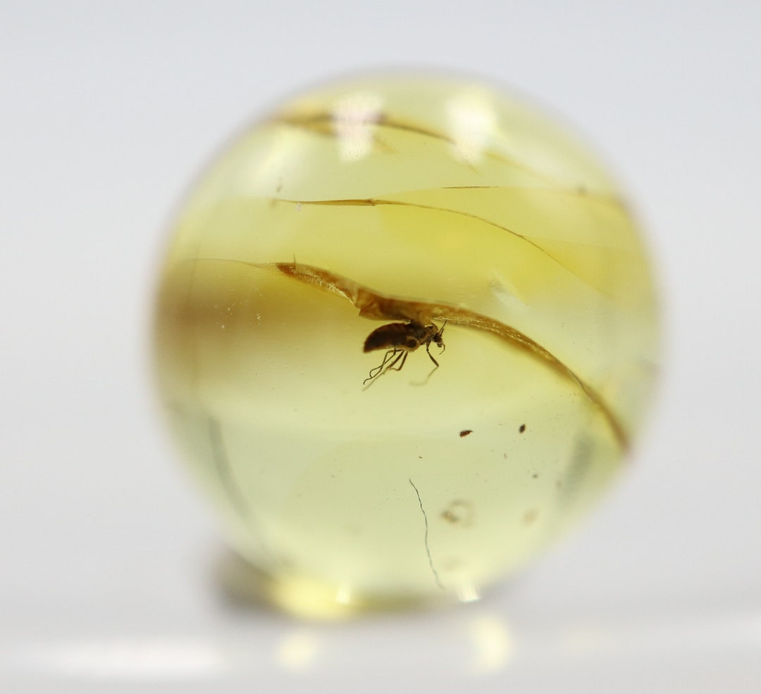 Amber Bead 8.9 Mm Sphere With a Rare Insect NOT DRILLED | Fossil ...