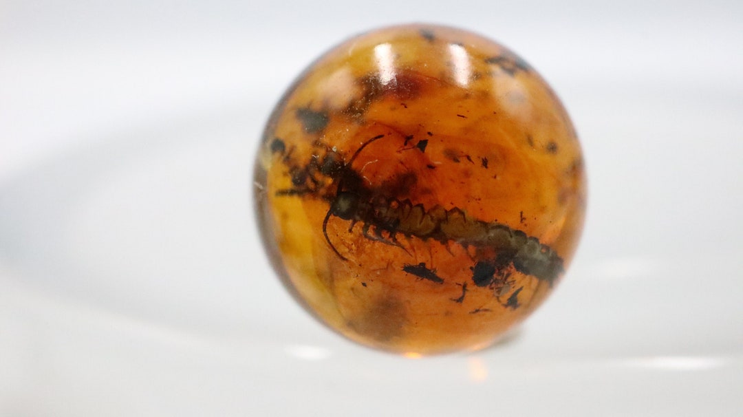 Amber Bead 13 Mm Sphere With Rare Centipede Insect Trapped for Million ...