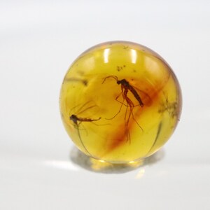 Amber Bead 8.41 Mm Sphere With Rare 2 Insects Trapped for Million Years ...