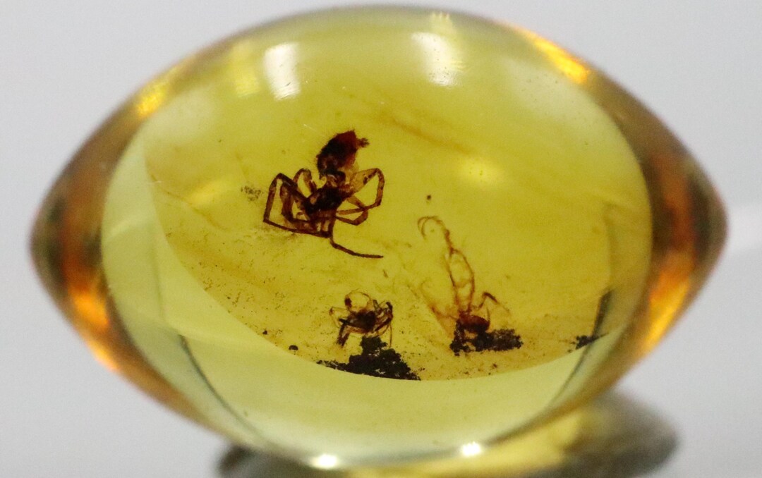 Amber With Rare Spider Insect Trapped for Million Years | Fossil ...