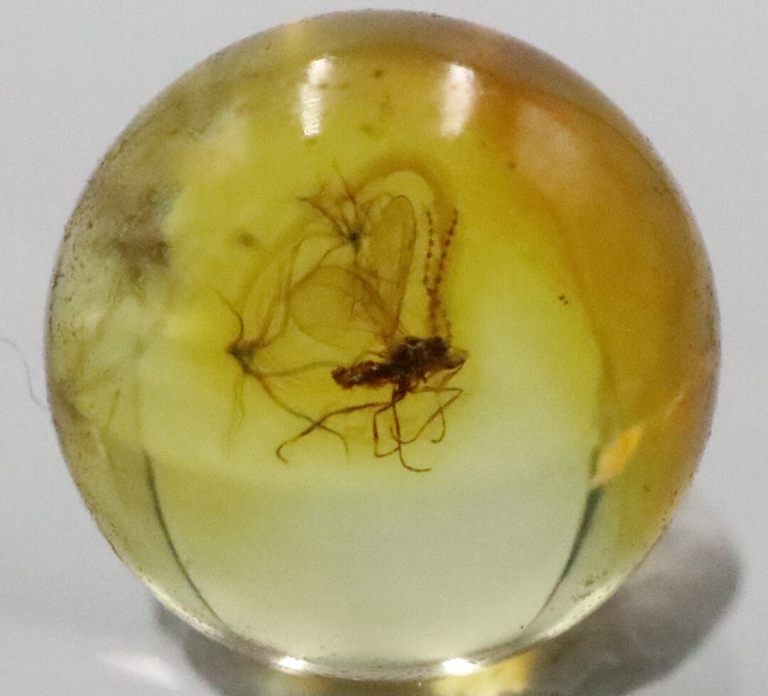 Amber Bead 6.42 Mm Sphere With Rare Insect Trapped for Million Years ...
