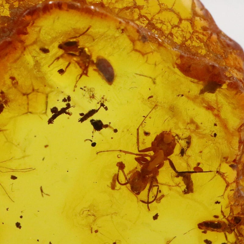 Amber Stone With Insect - Etsy