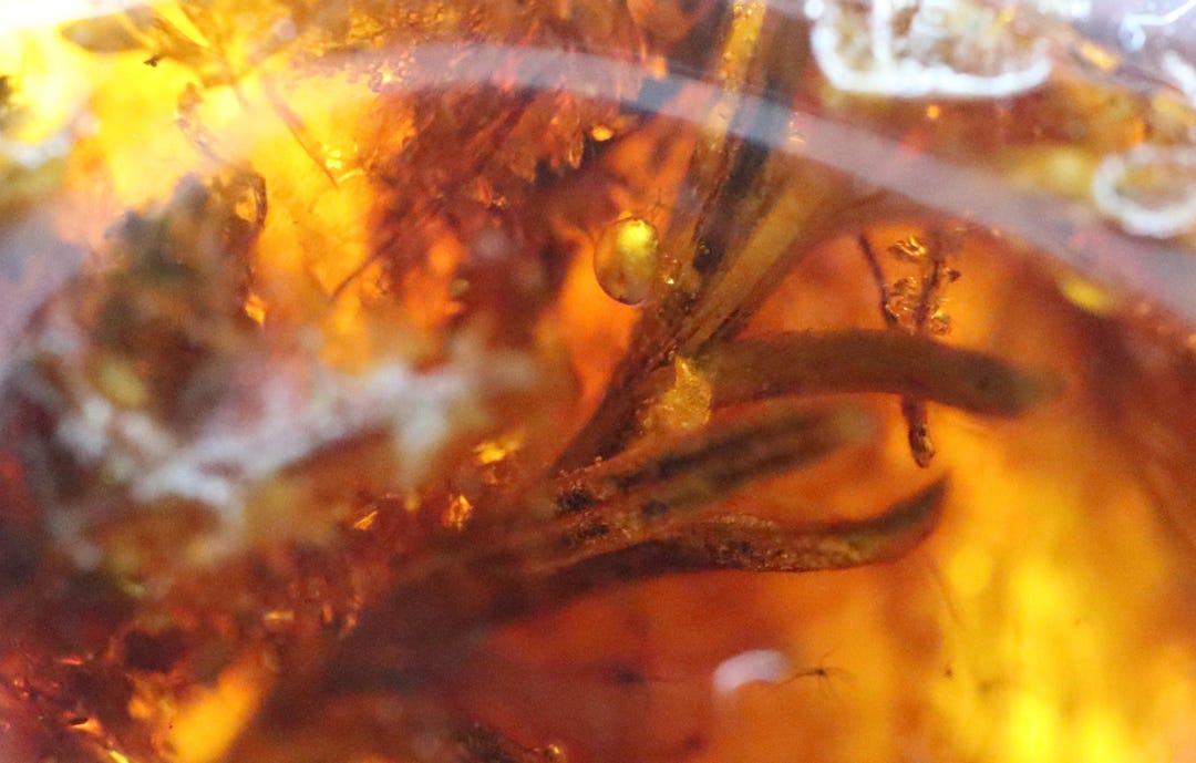 Amber With Rare Plant Insect Trapped for Million Years | Fossil ...