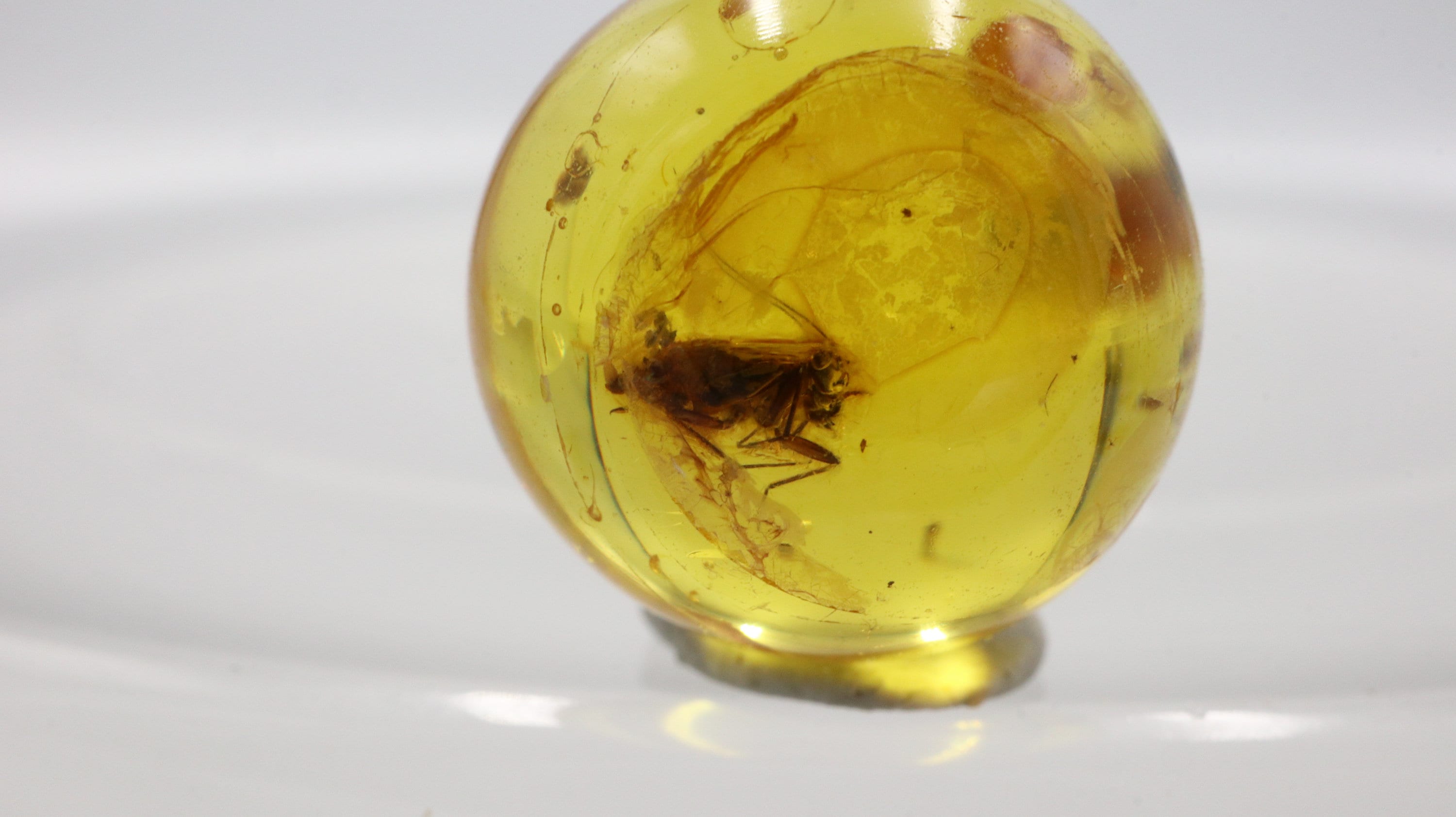 Amber Bead 11.5 Mm Sphere With Rare Insect Trapped for Million - Etsy