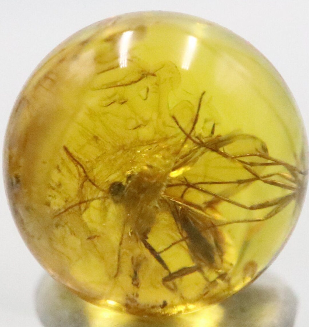 Amber Bead 7.54 Mm Sphere With Rare Insect Trapped for Million Years ...