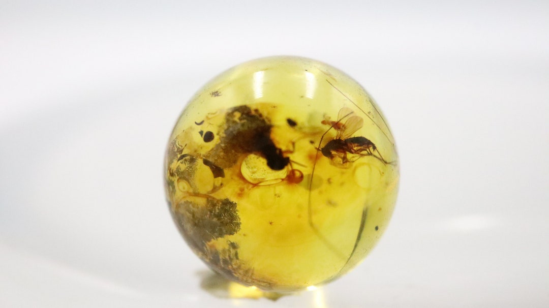 Amber Bead 11.78 Mm Sphere With Rare 2 Insects Trapped for Million ...