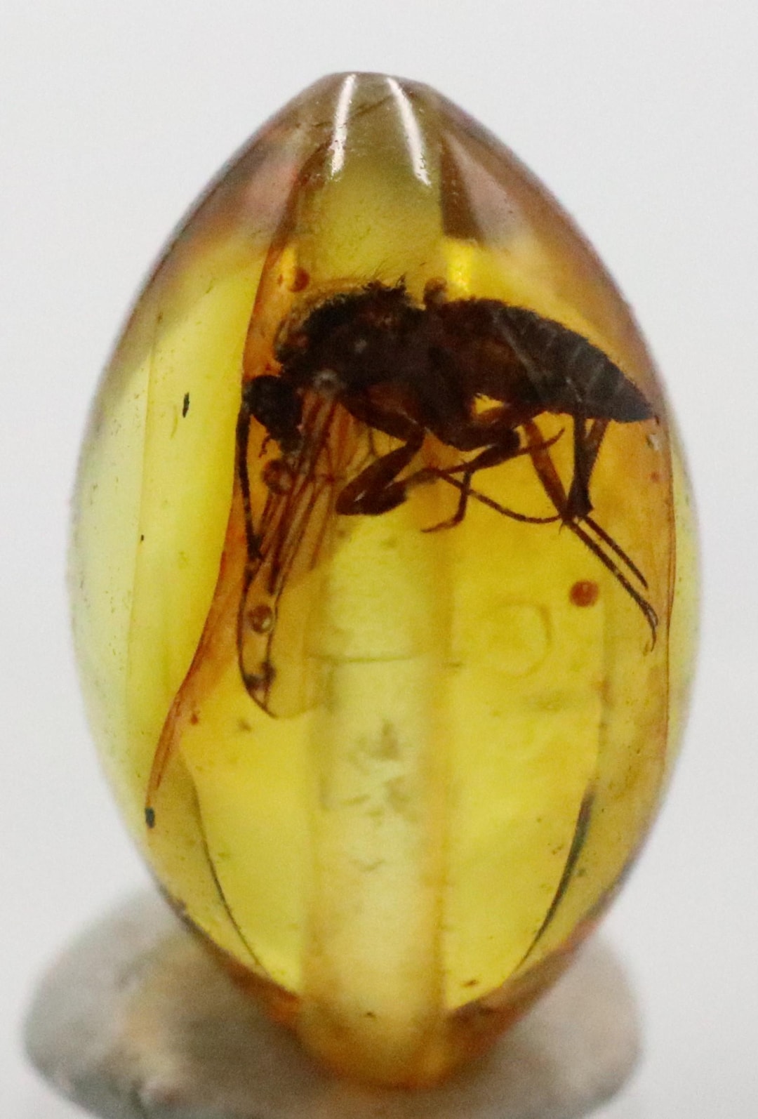 DRILLED Amber With Insect Trapped for Million Years | Fossil Inclusion ...
