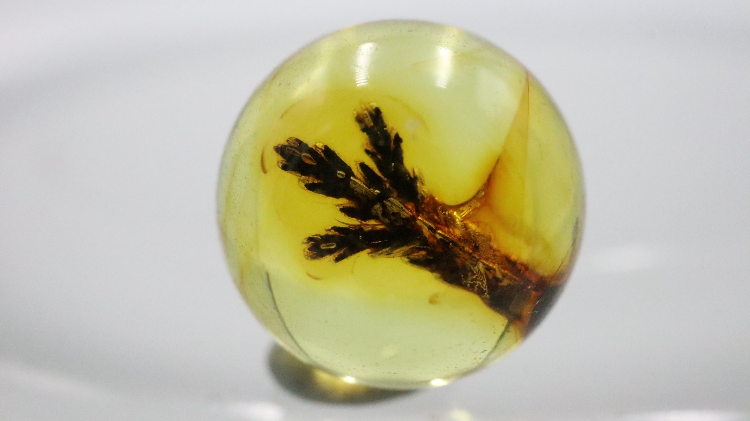 Amber Bead 10.5 Mm Sphere With a Rare Plant NOT DRILLED | Fossil ...