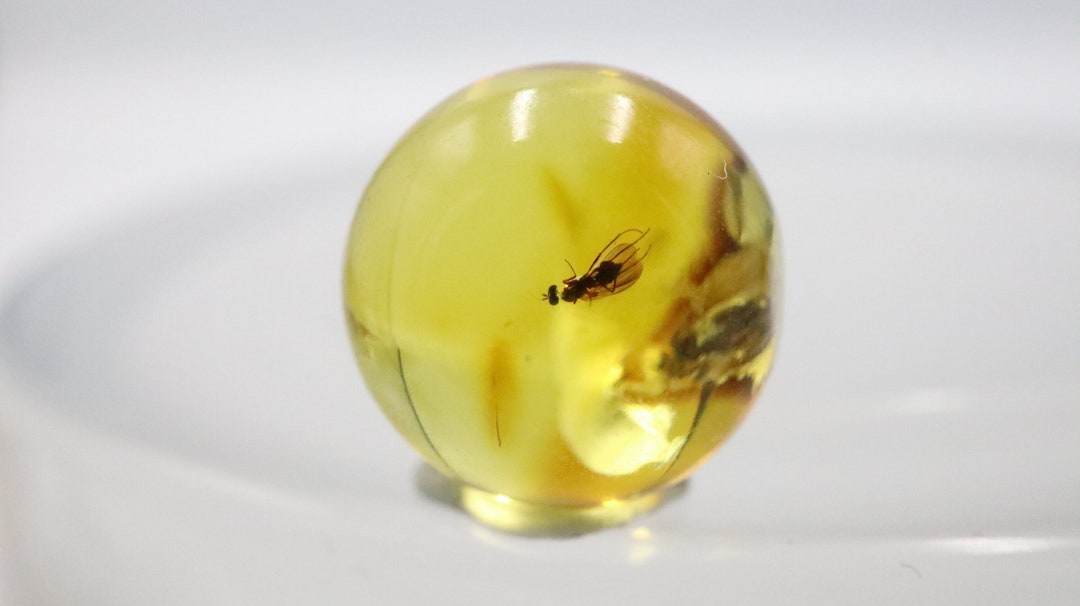 Amber Bead 13.2 Mm Sphere With 2 Rare Insects NOT DRILLED | Fossil ...