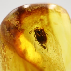 Amber With Rare Bug Insect Trapped for Million Years | Fossil Inclusion ...