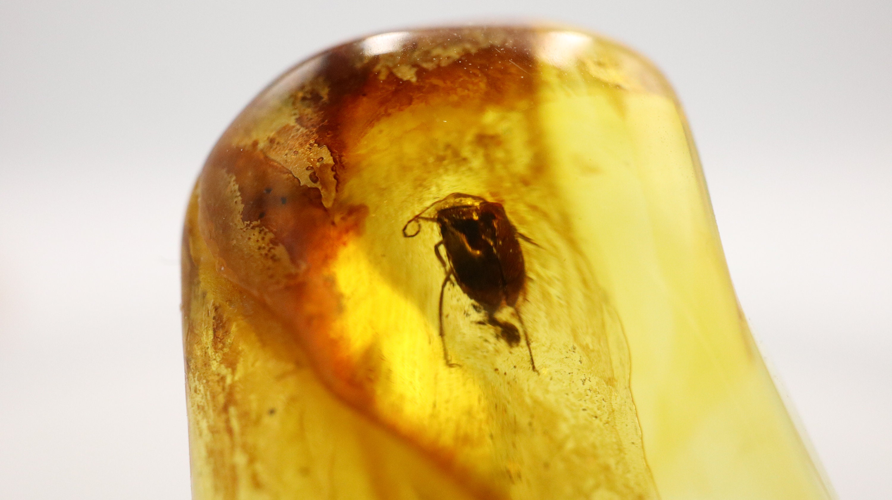 Amber With Rare Bug Insect Trapped for Million Years Fossil | Etsy