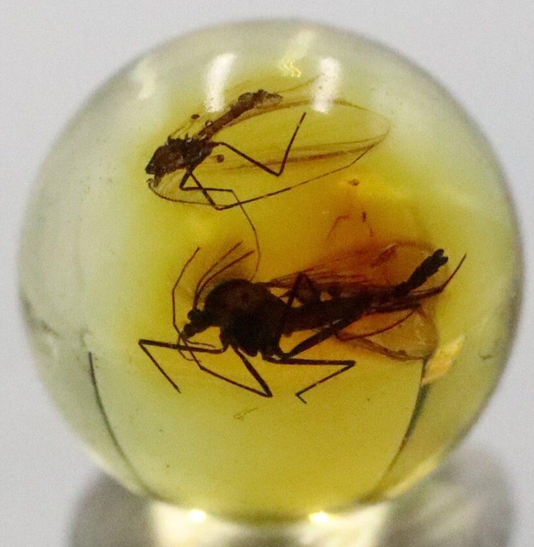 Amber Bead 6.22 Mm Sphere With Rare Insect Trapped for Million Years ...