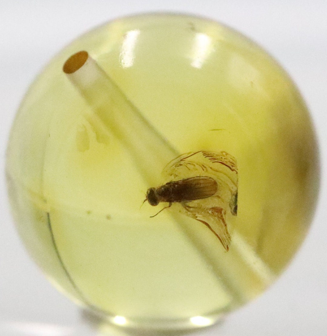 DRILLED Amber Bead 11.35 Mm Sphere With Insect Trapped for Million ...