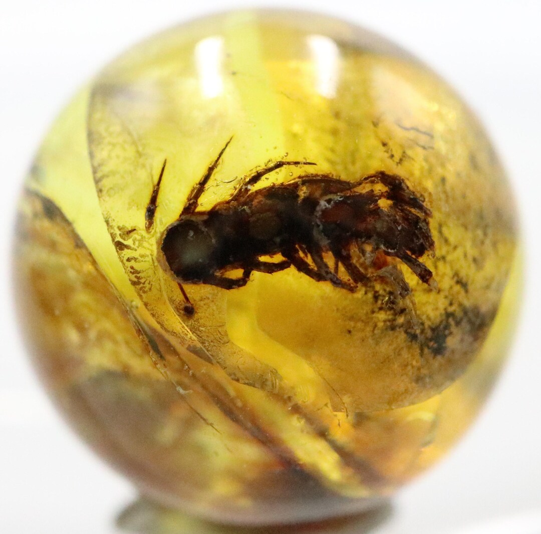 Amber Bead 14.4 Mm Sphere With Rare Insect Trapped for Million Years ...