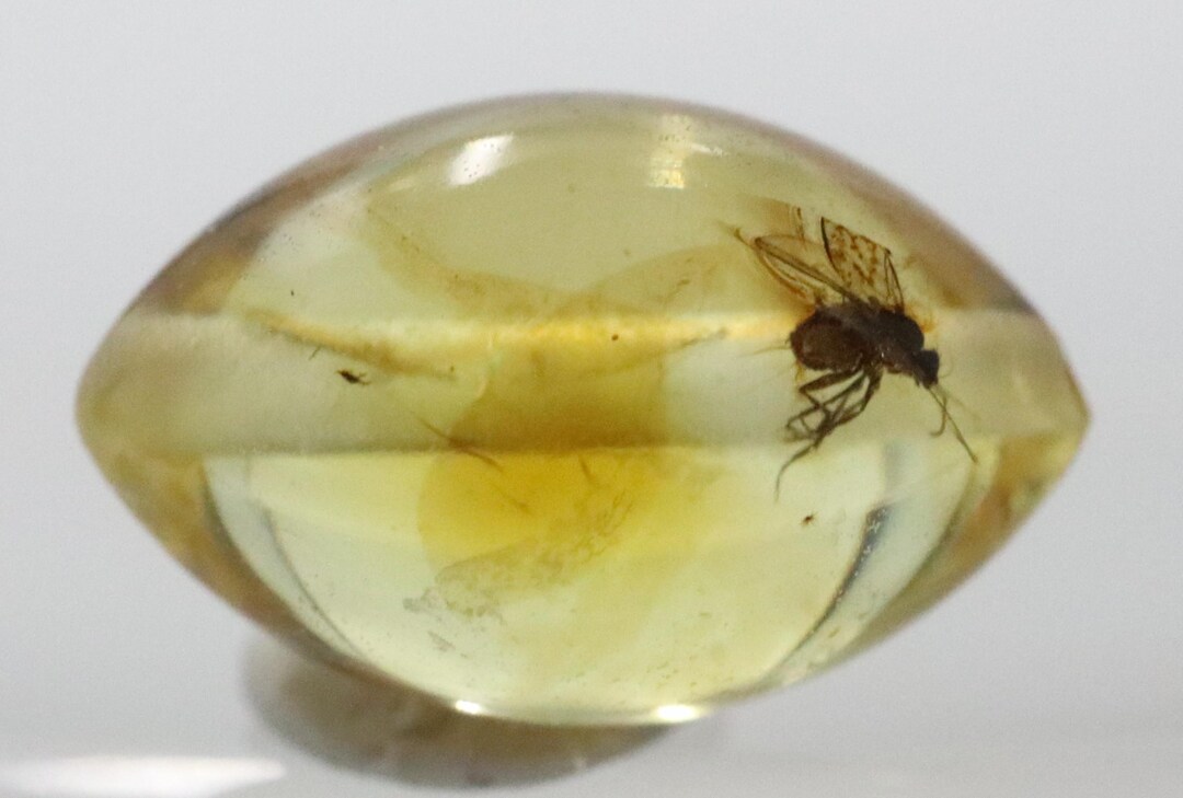 DRILLED Amber With Insect Trapped for Million Years | Fossil Inclusion ...